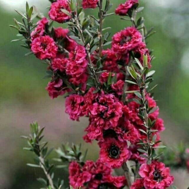 Pokok manuka(pokok hiasan) | Shopee Malaysia