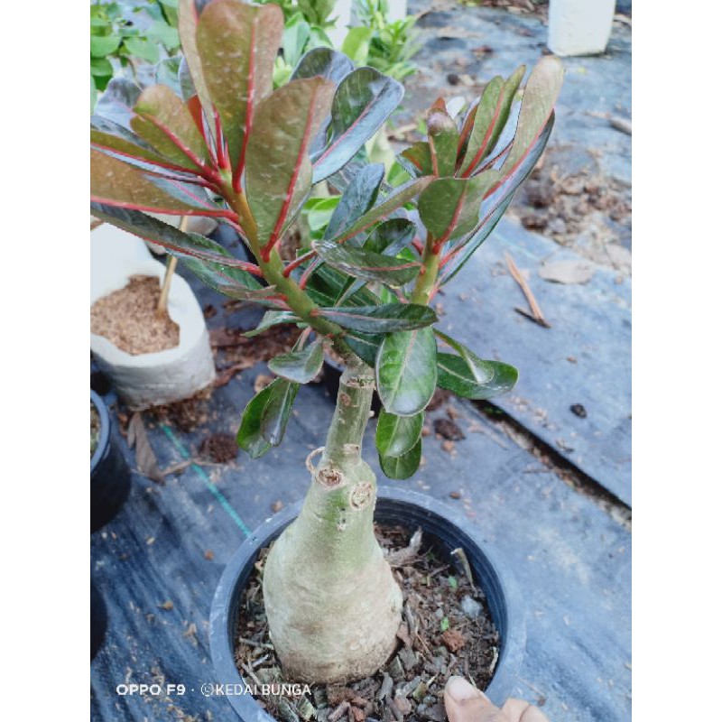 TOP RARE ADENIUM DAUN MERAH | Shopee Malaysia