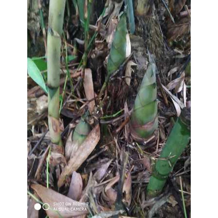 Keratan Anak Buluh Madu Jenis Besar | Shopee Malaysia