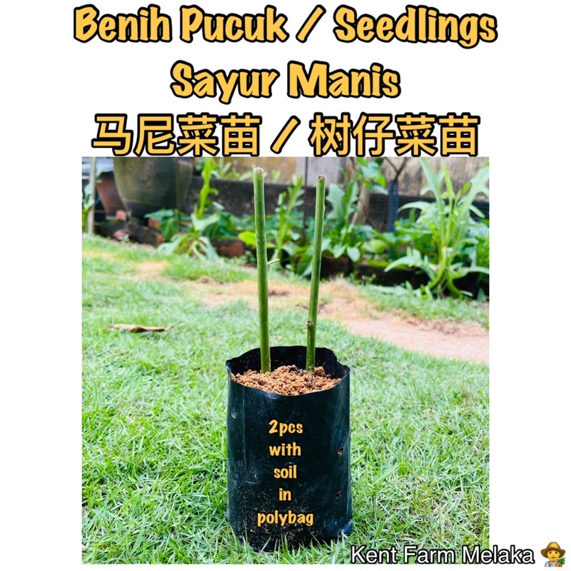 🇲🇾Ready Stock🇲🇾Benih Pucuk Sayur Manis / Seedlings 马尼菜苗 / 树仔菜苗 | Shopee ...