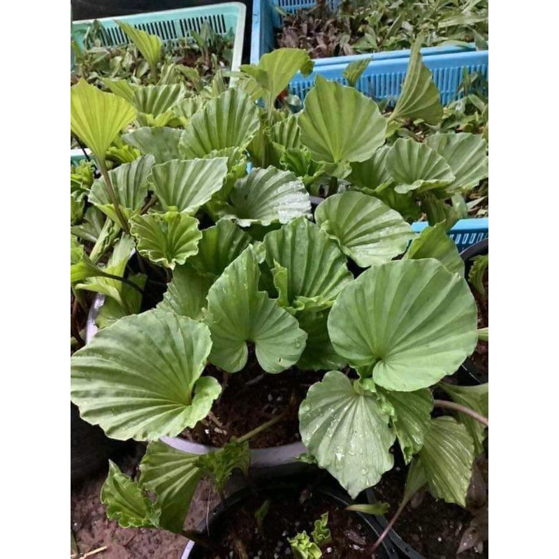 Pokok Lonely Lotus Nervilia Aragoana | Shopee Malaysia