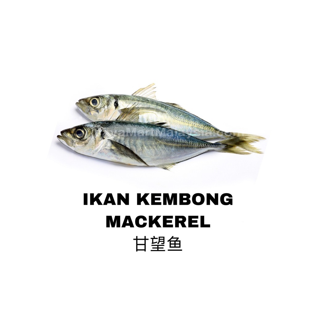 [Klang Valley Only] Kembong FIsh/ Ikan Kembong - 500g+/- | Shopee Malaysia