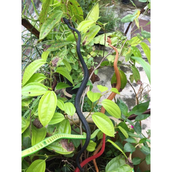 mainan ular getah murah (21inci) | Shopee Malaysia