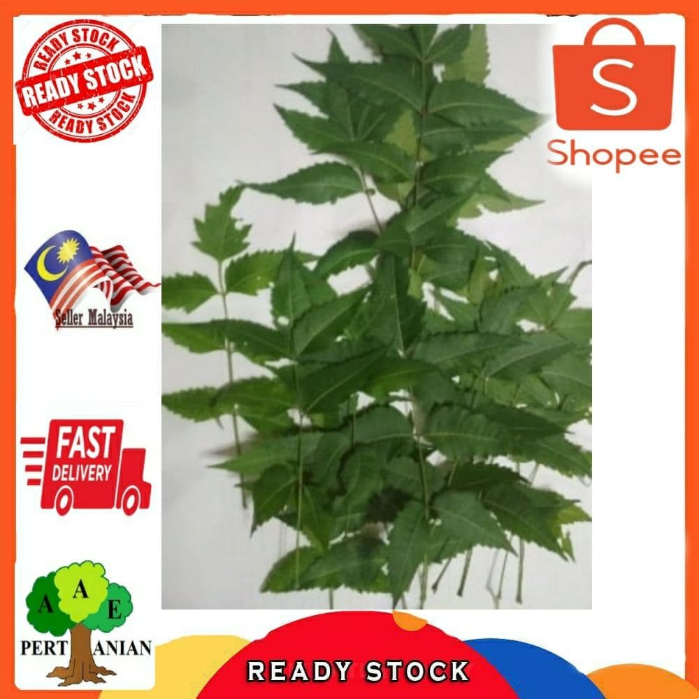 Daun Semambu Segar 100g- order baru petik | Shopee Malaysia