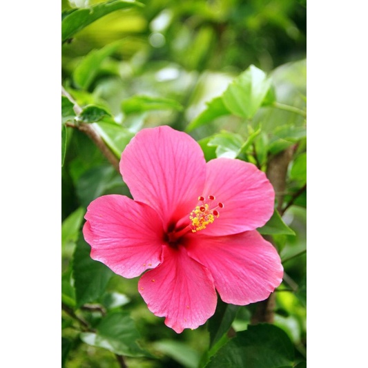 ANAK POKOK “Bunga Raya” 🌺 Bunga Kebangsaan Malaysia 🇲🇾 HIBISCUS FLOWER ...