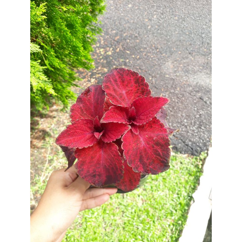 Pokok Ati Ati Merah (berakar) / Coleus (Merah) | Shopee Malaysia