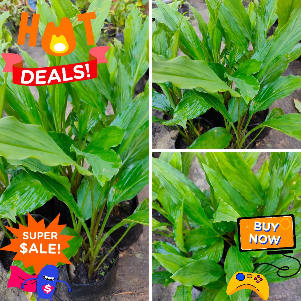 (HOT ITEM) KUNYIT PUTIH(CURCUMA ALBA) | Shopee Malaysia