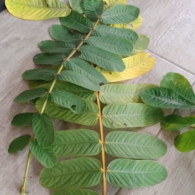 (10helai) Daun senna/gelanggang MURAH MURAH | Shopee Malaysia