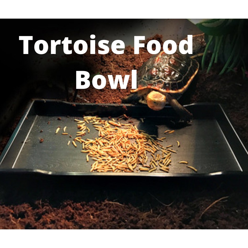 Tortoise Food Feeding Dish Water Reptile Lizard Snake Bowl Food Basin ...