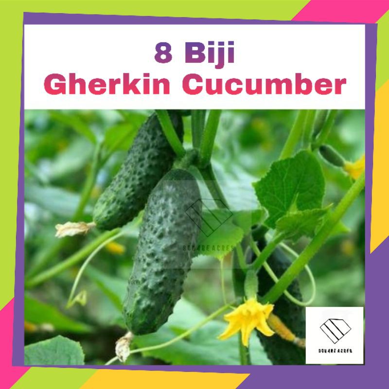 {Rare} 8 Biji Benih Gherkin Mini Japanese Cucumber Timun Kerdil Jepun ...