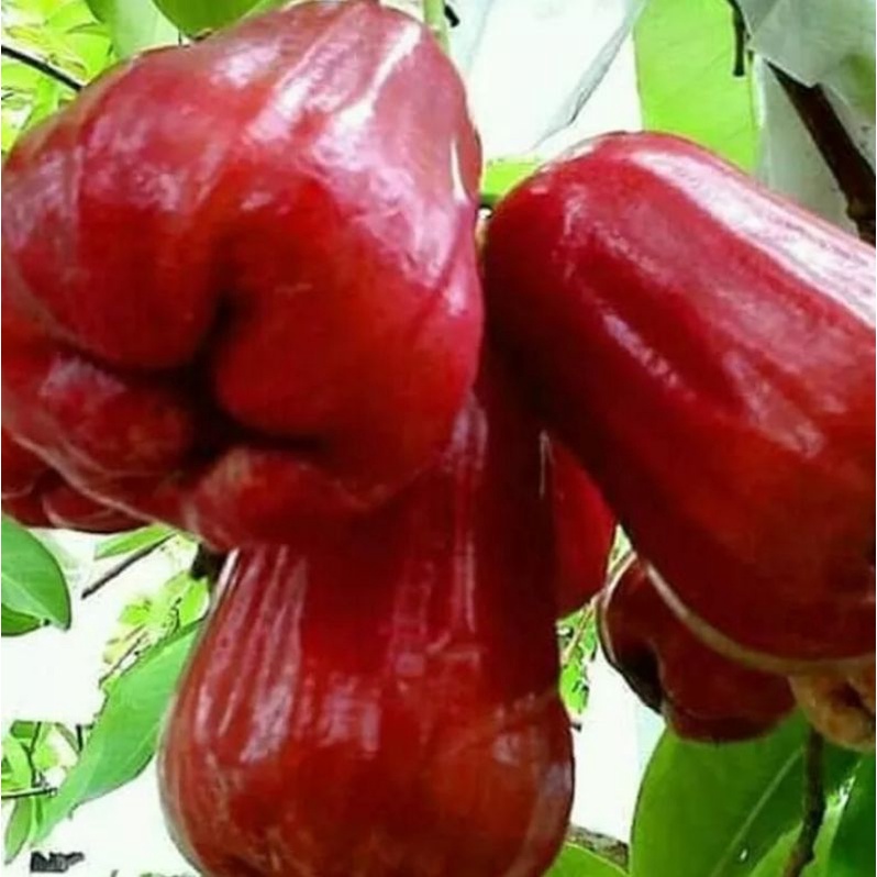 Pokok Jambu Madu Loceng Thai/ Madu King | Shopee Malaysia