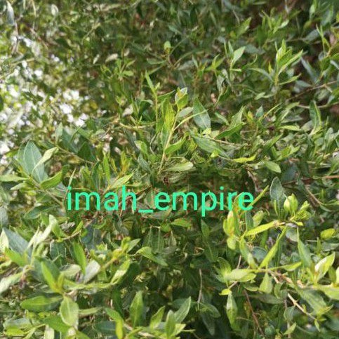 Daun inai 30g (daun sahaja, )💥READY STOCK💥 | Shopee Malaysia