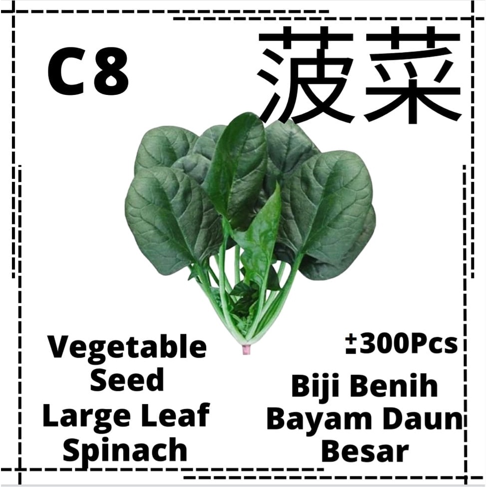 Kailan Kangkung Sawi Japanese Salad Biji Benih Vege Sayur sayuran ...