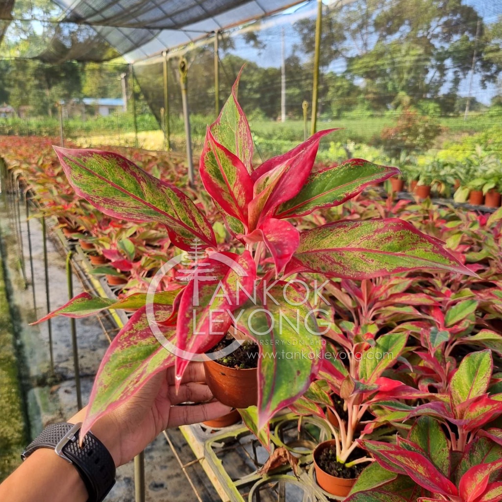 TKL - Aglaonema Red Gold/ Siam Aurora Red Plant 万年红粗肋草 | Shopee Malaysia