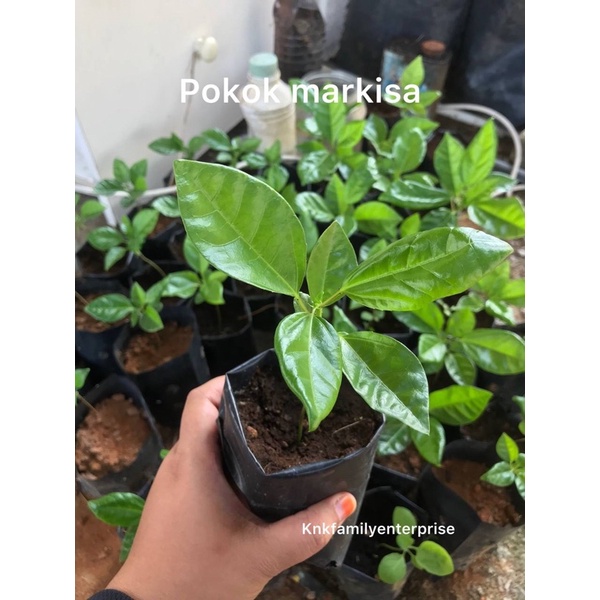 anak pokok markisa murah | Shopee Malaysia