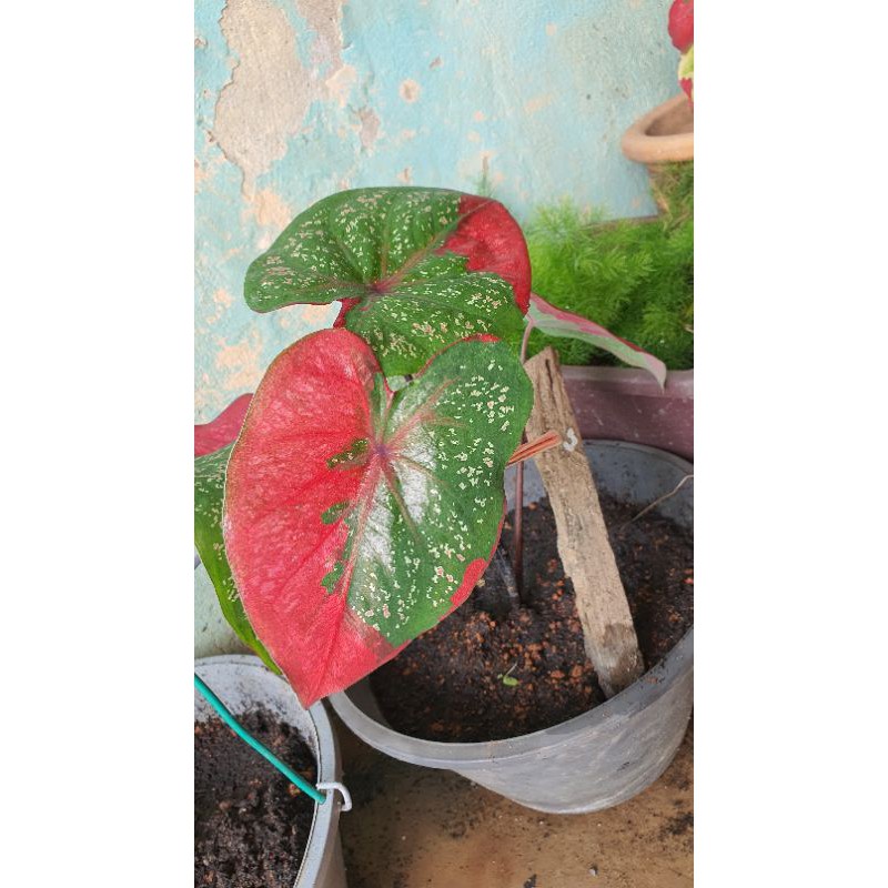 Keladi Cat Tumpah / Caladium Merah | Shopee Malaysia