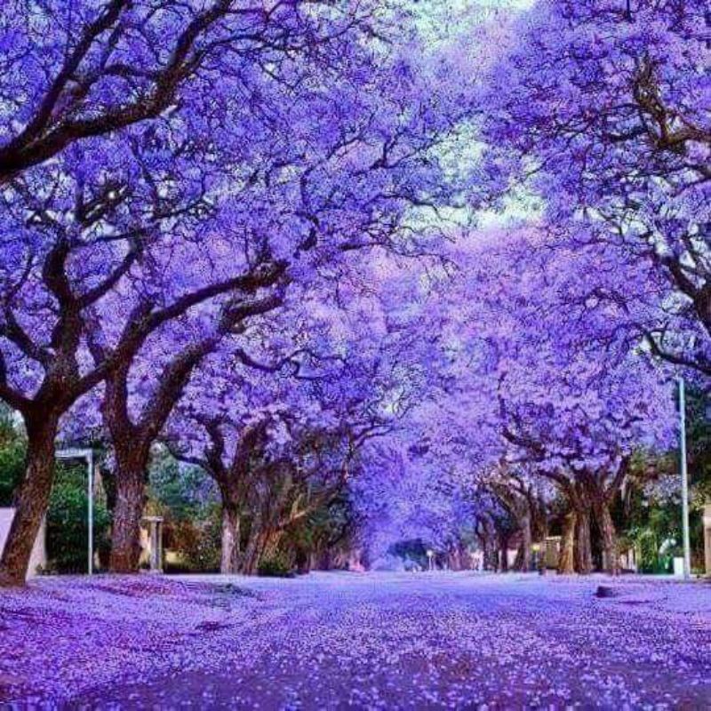 pokok bunga lawa warna ungu jacaranda mimosifolia [anak pokok] | Shopee ...