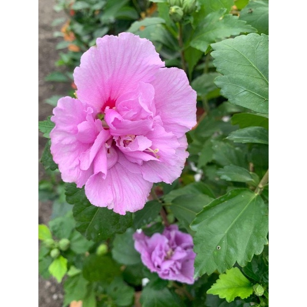 Bunga Raya Hybrid Thailand | Shopee Malaysia