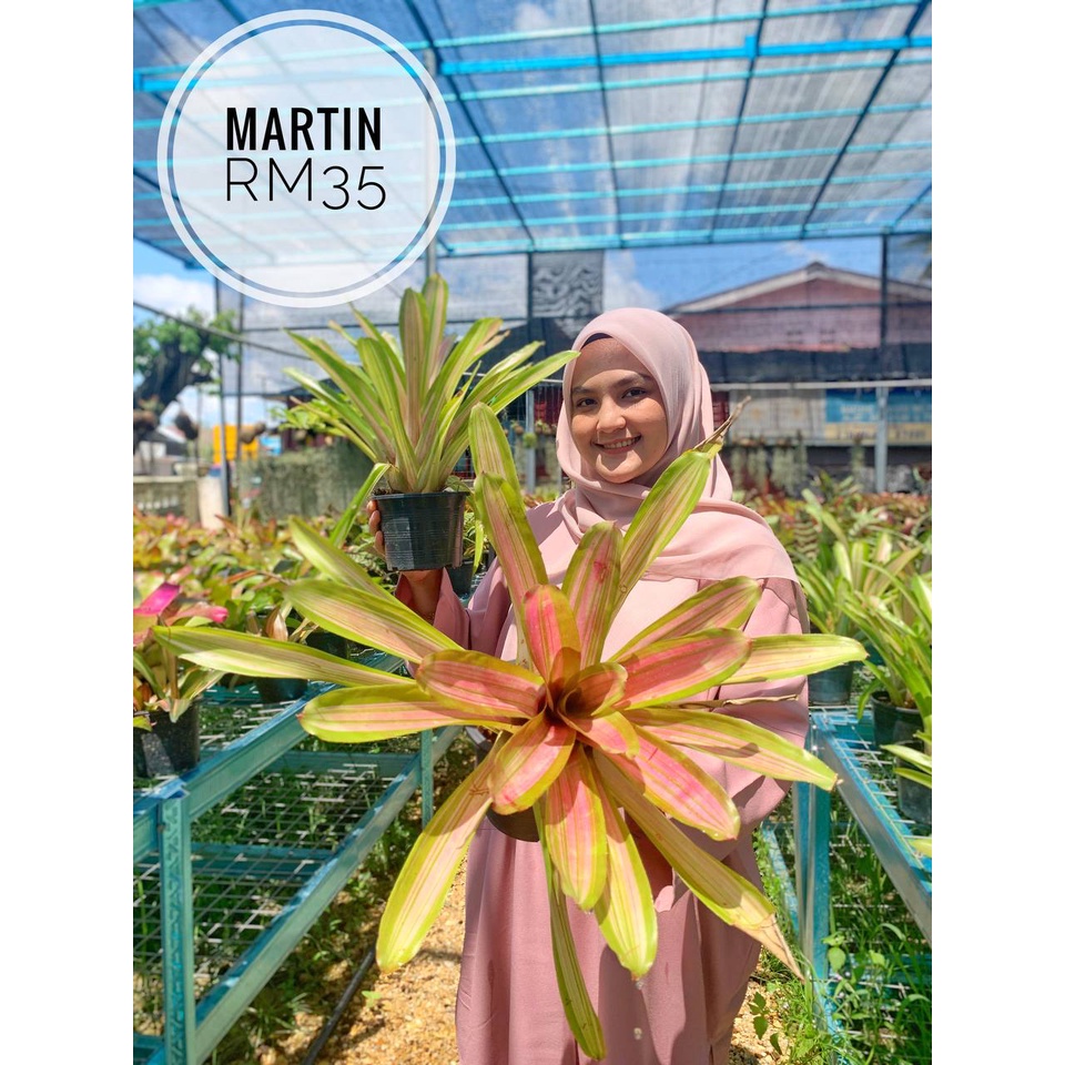 BROMELIAD VIRAL MURAH / ID MARTIN | Shopee Malaysia