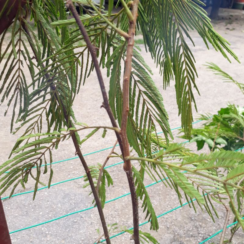 Tebu gajah /akar manis /akar kulit manis | Shopee Malaysia