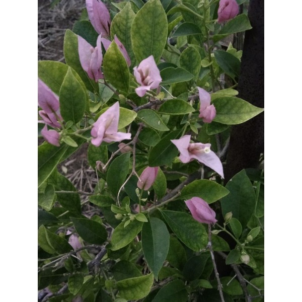 bunga kertas sabah/anak pokok bunga kertas/bibit bunga kertas id ...