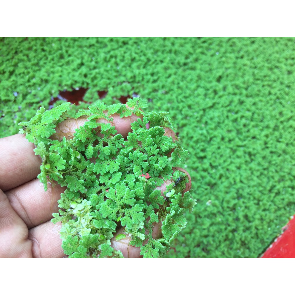 [BENIH PEMBIAKAN] - Azolla microphylla - SUMBER MAKANAN PROTIEN UTK ...
