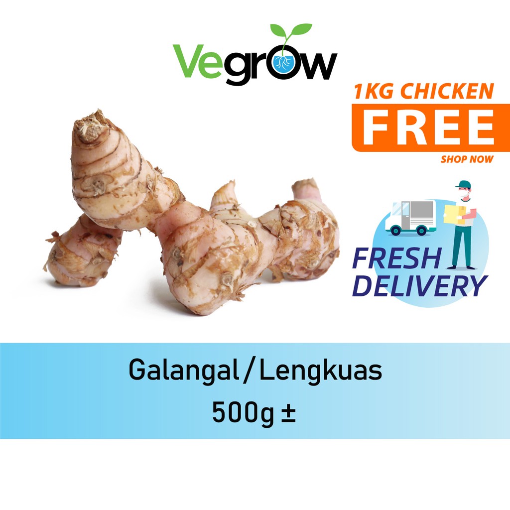 🔥FRESH 🔥Galangal / Lengkuas 500g +- | Shopee Malaysia