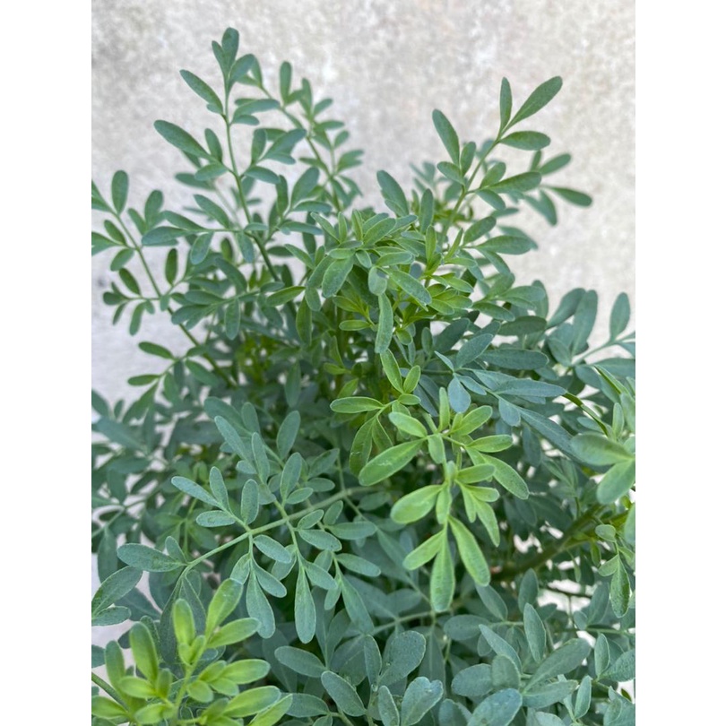 Ruta Graveolens. 芸香. 臭草. Daun busuk//Pokok Garuda//Halau Nyamuk//Pokok ...