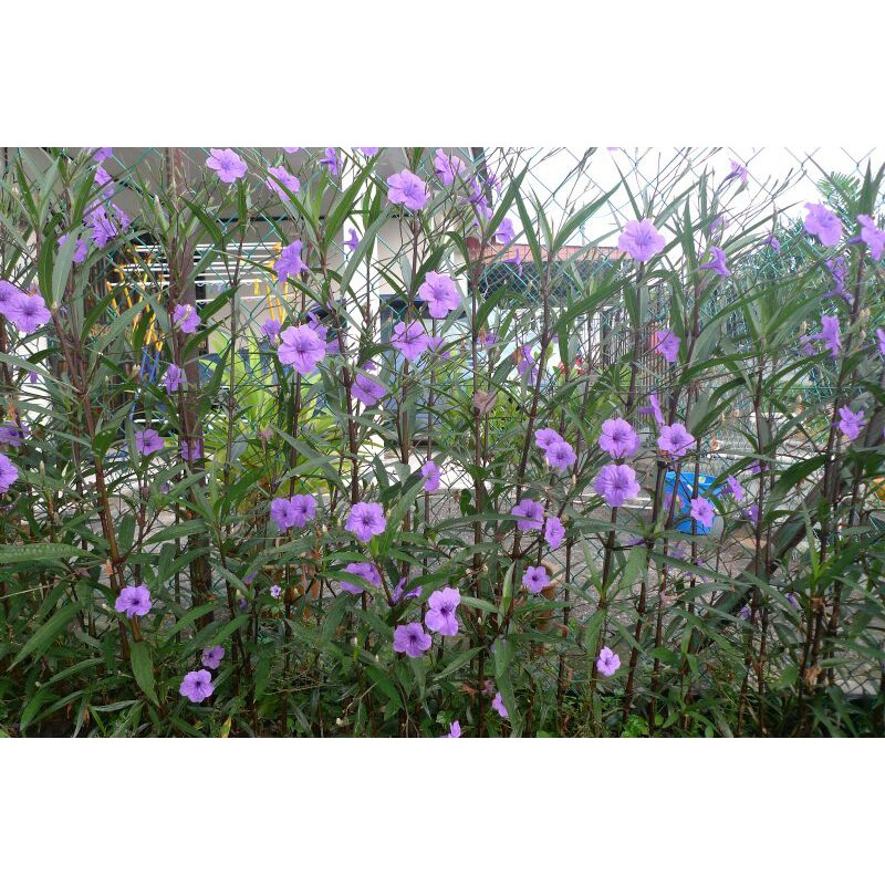 Real Plant Outdoor Plant pokok Bunga Ruellia Bunga Ungu Purple Flower ...