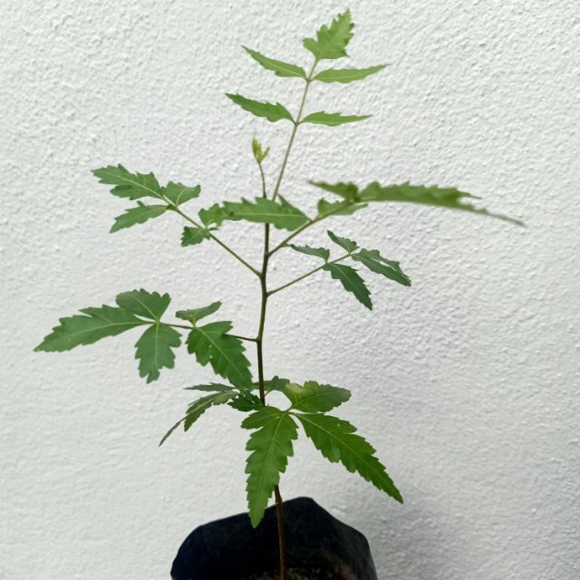 Anak pokok semambu/naem, Baby Neem Plant, Neem Tree, Neem, Mambu ...