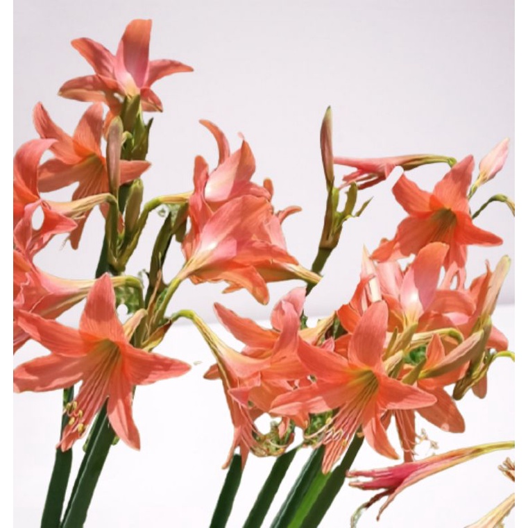 200gm/400gm ubi AMARYLLIS pokok viral Bunga Lily Oren/peach BULB ...