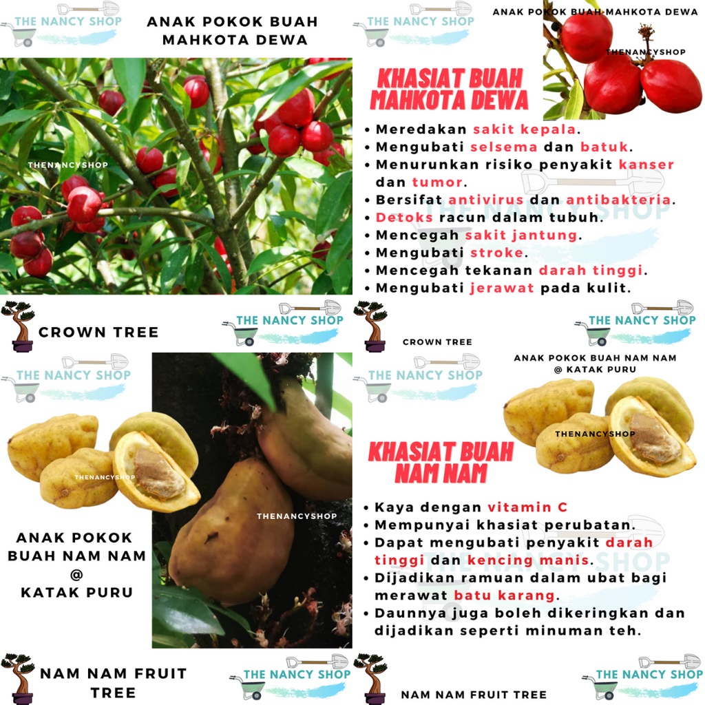 [Live Plants] 4 months Anak Pokok Buah Mahkota Dewa/Anak Pokok Buah Nam ...