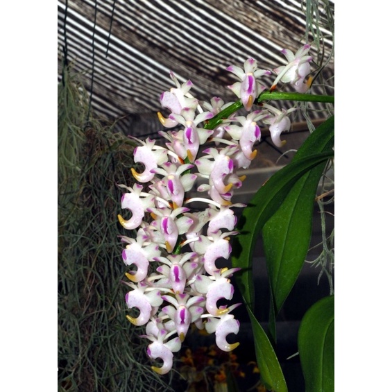 Orchid - Aerides Odorata, fragrant | Shopee Malaysia