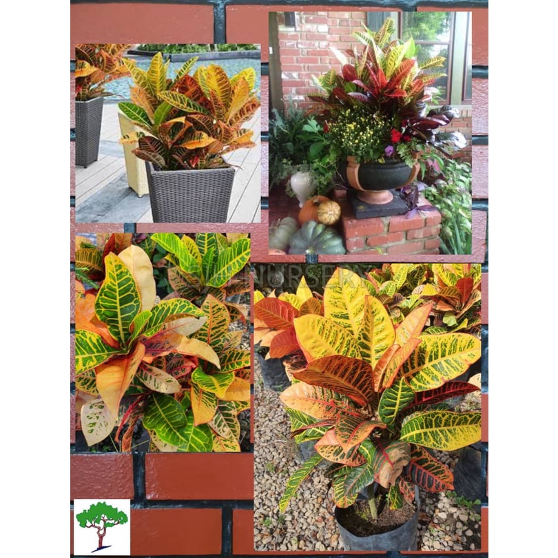 SJH - Codiaeum Variegatum / Puding Kura-Kura Puding China Bag 14x14 ...