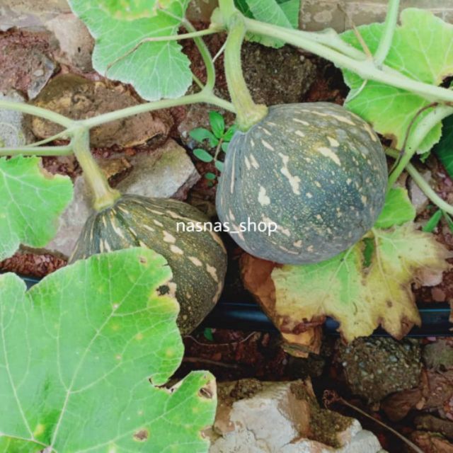 Biji Benih Labu Manis 12pcs Sweet Pumpkin Seeds Fruit Seed Buah ...