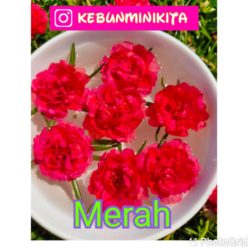 🔥🔥ROSE JEPUN CARNATION MERAH MENYALA | Shopee Malaysia