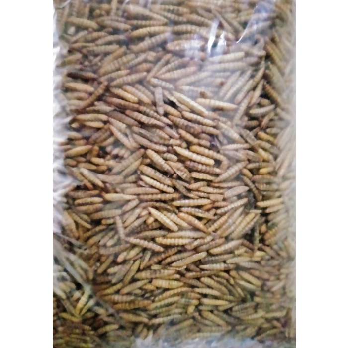 Maggot Dry 100% Dried BSF Larvae Bulky Bulky 1 kg | Shopee Malaysia
