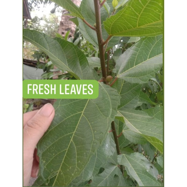 AS IS Leaves (Pakiling) Dried (100 PCS) | Shopee Malaysia
