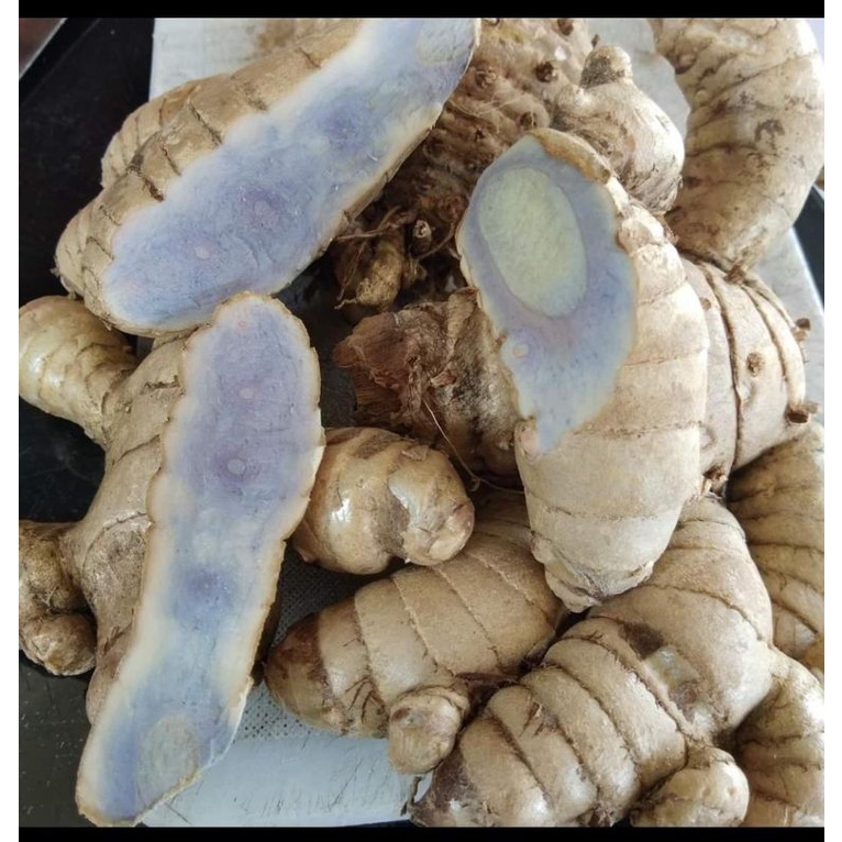 KUNYIT HITAM INDIA | BLACK TURMERIC | KARUMANJAL | CURCUMA CAESIA | 100 ...