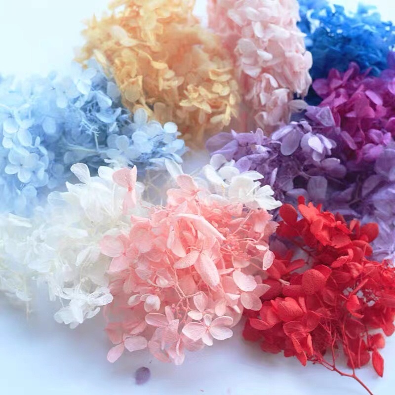 2g安娜 A级绣球 安娜绣球花 永生绣球 永生花 干花 Diy 花材 Preserved Flower Hydrangea