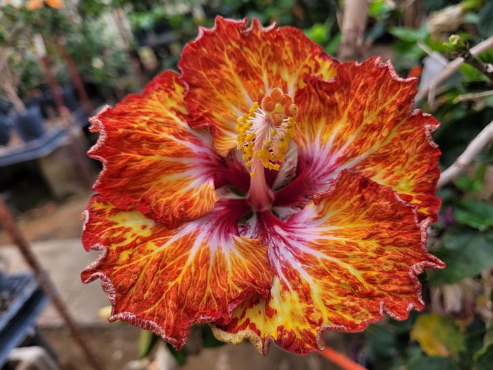 Anak Pokok Bunga Raya/Hibiscus Hibrid/Hybrid Impot Season 1A | Shopee ...
