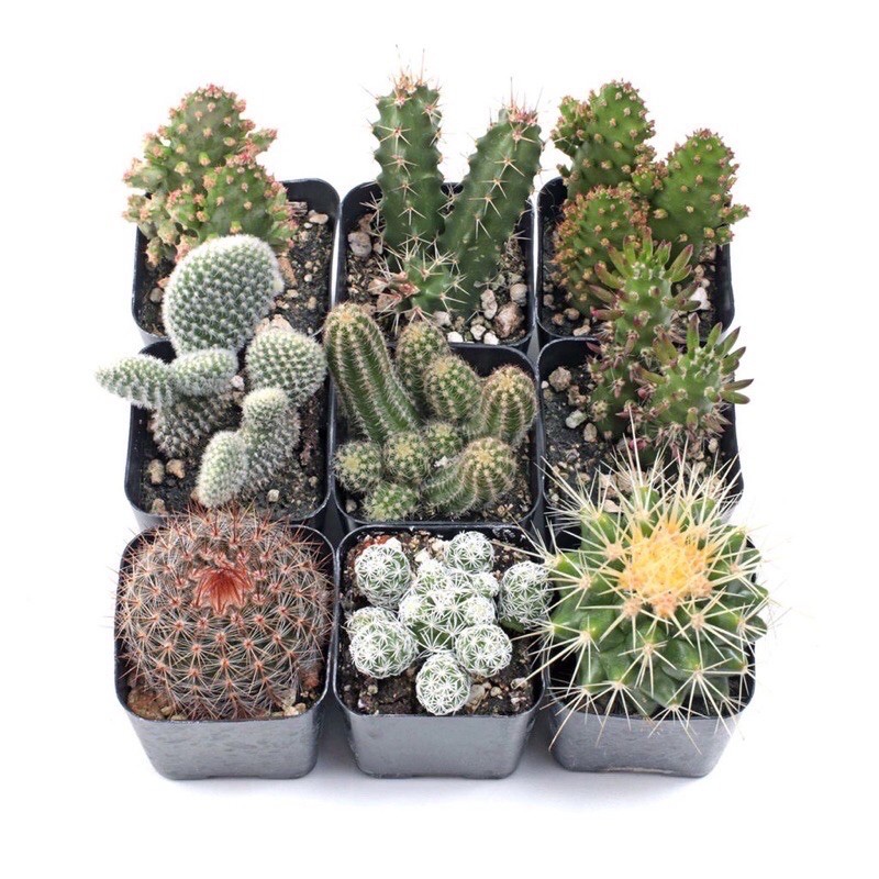 [BUY 3 for RM12] REAL LIFE CACTUS SUCCULENT POKOK HIDUP KAKTUS TANAH ...
