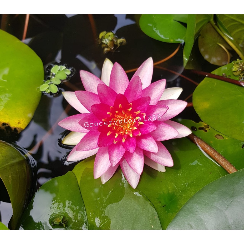 Live Water Lily ( Shy ,flower10cm+-)/( Purple Angel ) | Shopee Malaysia
