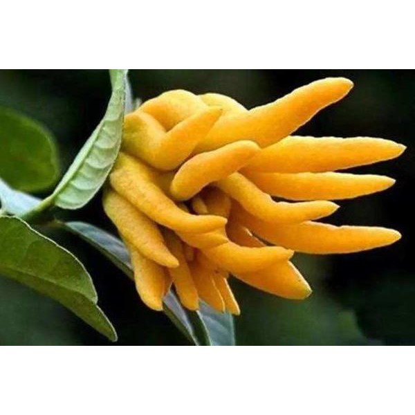 【Live Plant】Pokok limau tangan/ Limau Jari Harimau/Buddha's hand lime ...