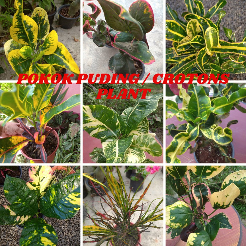 Pokok Puding .. Crotons Plant ..Pokok Puding Siam .. Pokok Puding Hitam ...