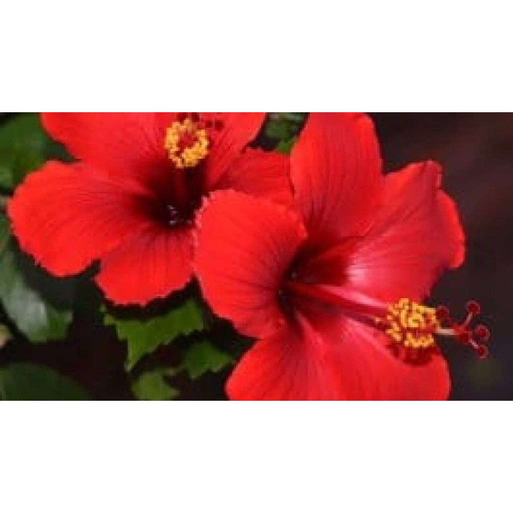 3pcs Hibiscus Cuttings / Batang Pokok Bunga Raya | Shopee Malaysia