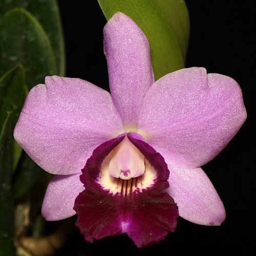 Cattleya Aloha Case x Laelia dayana | Cattleya hybrid | Shopee Malaysia