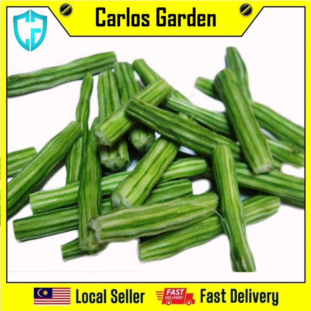 Anak Pokok Kelor Munggai Murungai Moringa Oleifera Pokok Masakan ...