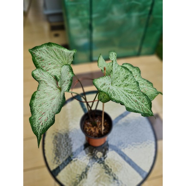 Caladium Gingerland (Angel Wings) | Shopee Malaysia