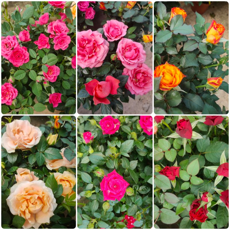 CAMERON ROSE LIVE PLANT READY STOCK | Shopee Malaysia